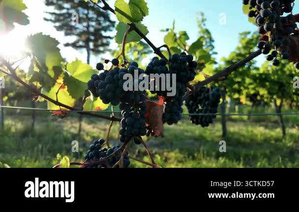 A static view of red grape clusters on the vine as the wind gently ...