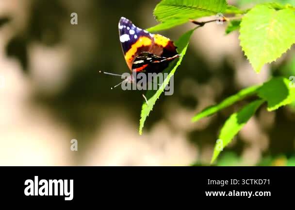 A bright butterfly gently sways on a green leaf. The delicate insect ...