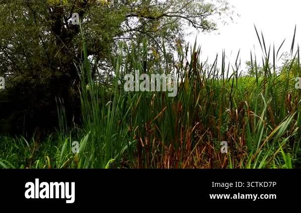 Gloomy landscape: foggy sky over a river shrubland. Silence, thickets ...