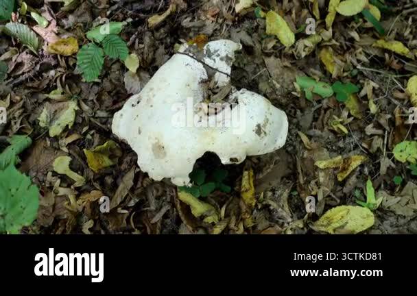 Large, white milk-cap mushrooms (Gruzdi) push through golden autumn ...