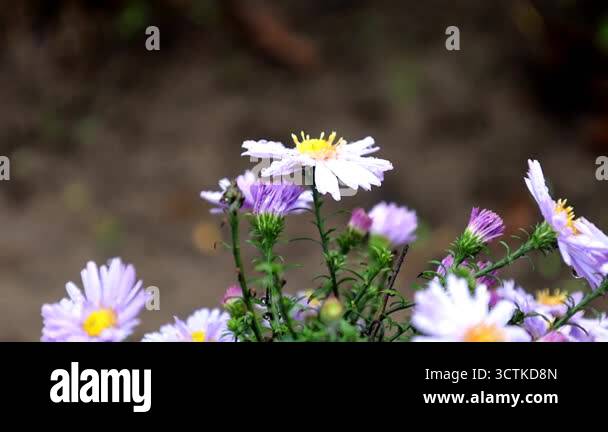 A vibrant bush of purple asters in full bloom in the autumn garden ...
