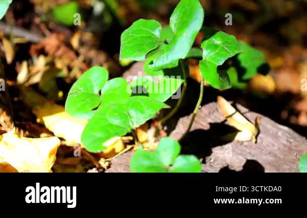 Tender green leaves, resembling hearts, gently sway in the wind under ...