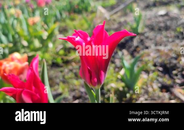 Beautiful tulip. Growing beautiful blooming red pink tulip flower on ...