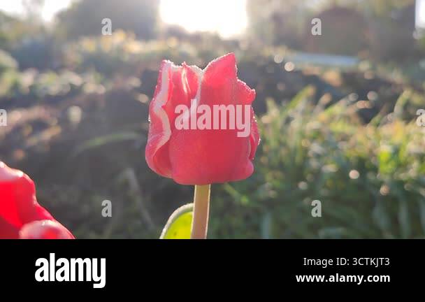 Tulip. Beautiful blooming tulip flower. Blooming tulip flower with pink ...