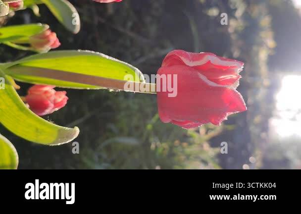 Tulip. Beautiful blooming tulip flower. Blooming tulip flower with pink ...