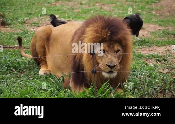 close up form a male lion in the Sao Paulo Zoo, in Brazil Stock Video ...