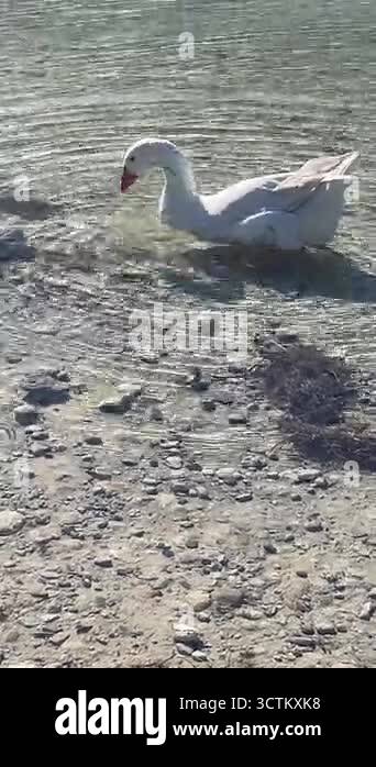 Bird dipping movement Stock Videos & Footage - HD and 4K Video Clips ...