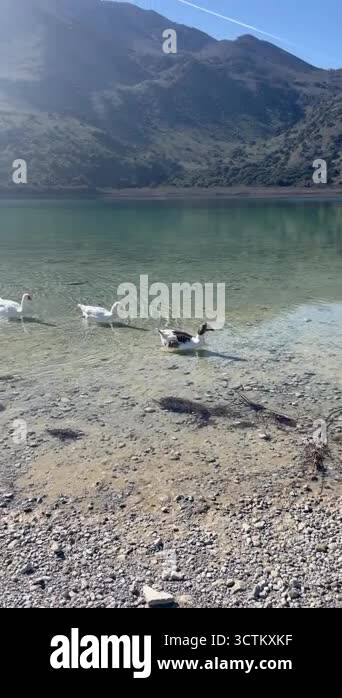 Beautiful white geese swimming in a lake with crystal clear water in ...