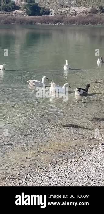 Beautiful white geese swimming in a lake with crystal clear water in ...
