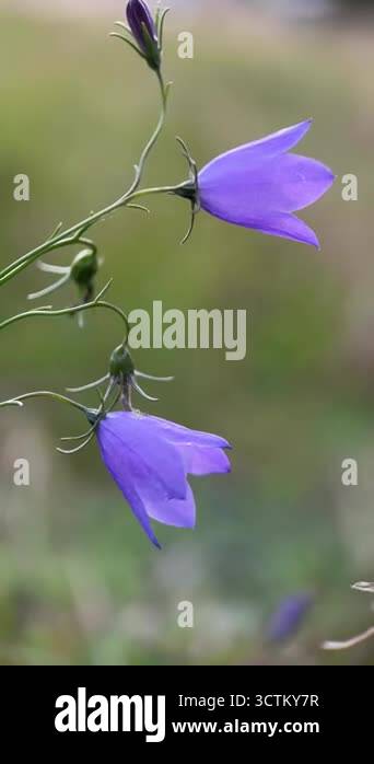 Two hanging flower stems Stock Videos & Footage - HD and 4K Video Clips ...