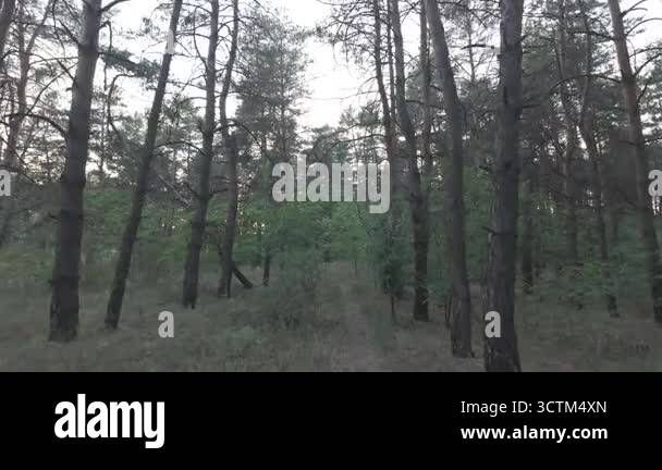 forest in the evening. pine forest at sunset. tall pines. old dark ...