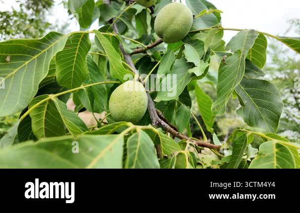 large green nuts on a branch. walnuts on a branch. green nut in a shell ...