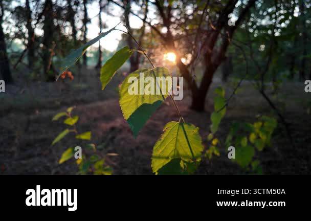 green leaves in the sun. backlight and leaves. evening forest. branches ...