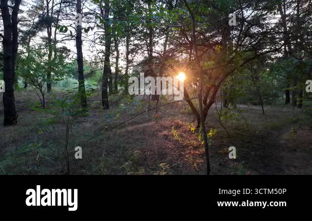 forest in the evening. pine forest at sunset. tall pines. old dark ...
