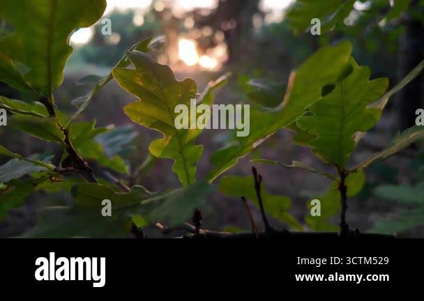 green leaves in the sun. backlight and leaves. evening forest. branches ...