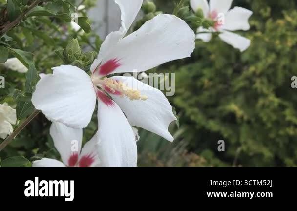 Hibiscus. White and red center Hibiscus flower. Close up of Hibiscus rosa-sinensis Flower Stock ...