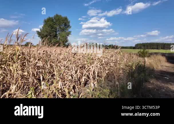 corn field. dry corn in the field. ukrainian landscape. ukraine. yellow ...