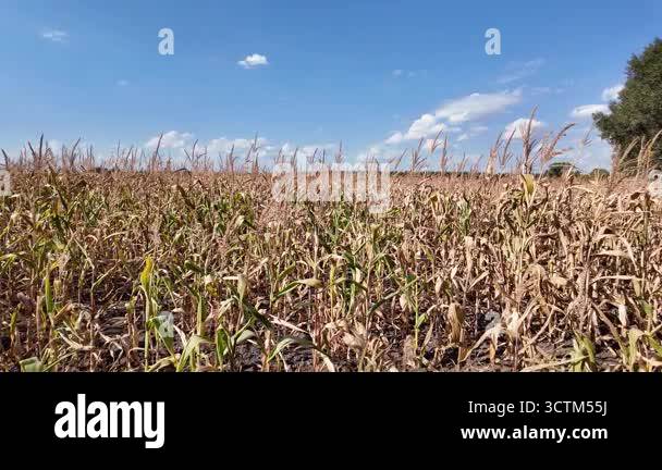 corn field. dry corn in the field. ukrainian landscape. ukraine. yellow ...