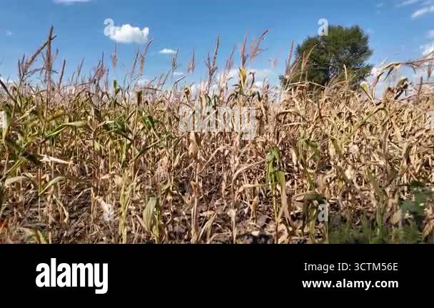 corn field. dry corn in the field. ukrainian landscape. ukraine. yellow ...