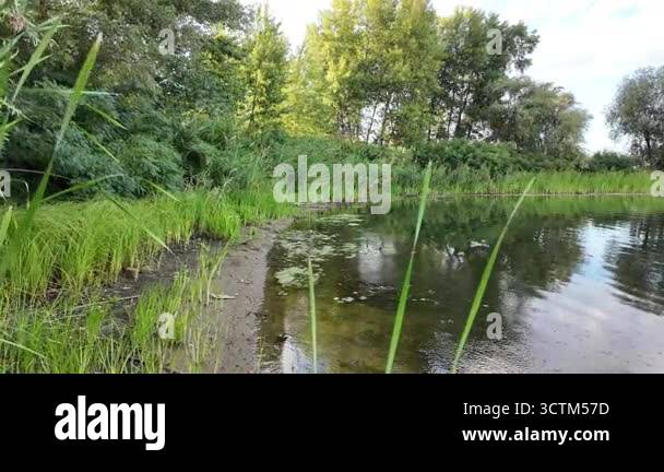 Scrpus. green reeds on the river bank. sand and reeds. Idyllic scene ...