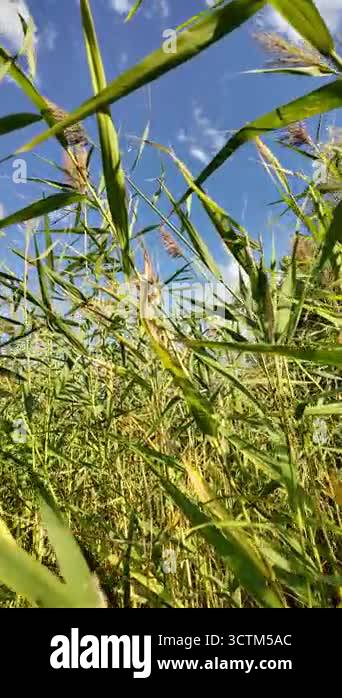 Scrpus. green reeds on the river bank. sand and reeds. Idyllic scene ...