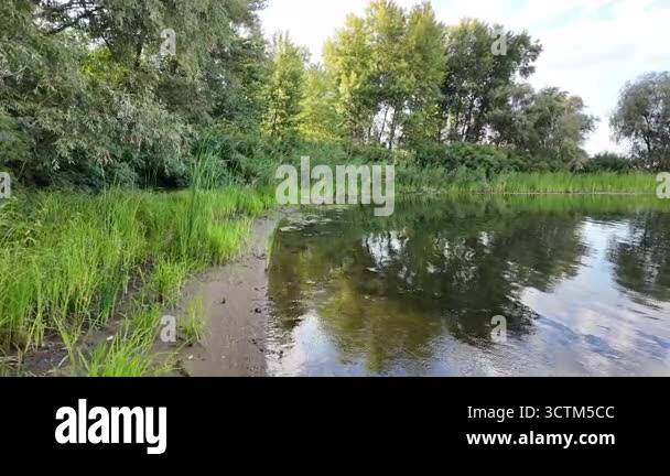 Scrpus. green reeds on the river bank. sand and reeds. Idyllic scene ...