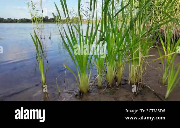 Scrpus. green reeds on the river bank. sand and reeds. Idyllic scene ...