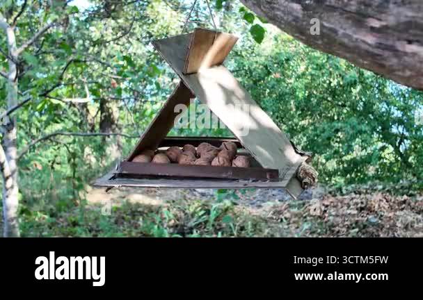 wooden ball on a tree. Beautiful wooden bird feeder. Squirrel feeder ...