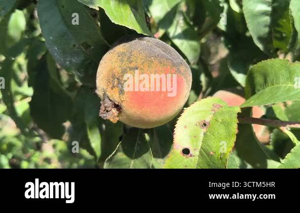 spoiled fruit on a tree. spoiled peaches. diseased tree. plant diseases ...