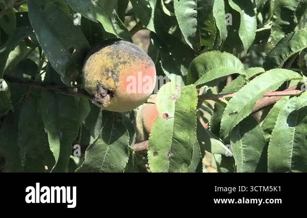 spoiled fruit on a tree. spoiled peaches. diseased tree. plant diseases ...