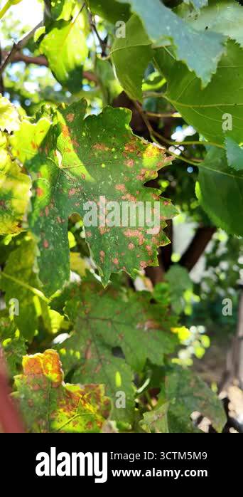 damaged tree leaves. leaves with holes. slow motion video 4k. This ...