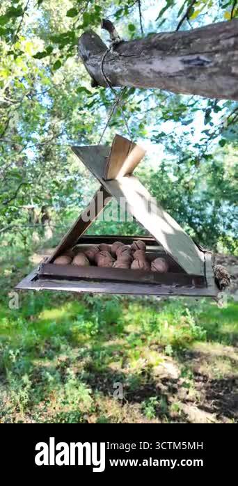 wooden ball on a tree. Beautiful wooden bird feeder. Squirrel feeder ...