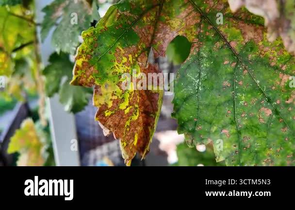 damaged tree leaves. leaves with holes. slow motion video 4k. This ...
