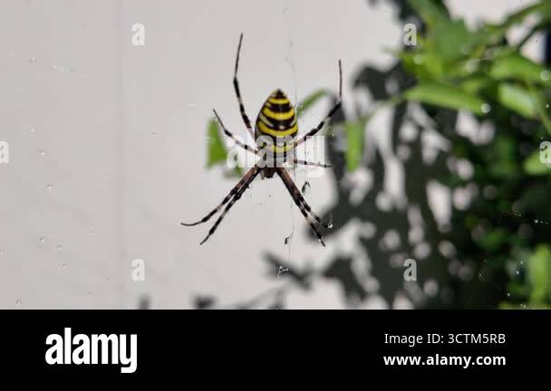 spider wasp. wasp spider in its web Stock Video Footage - Alamy