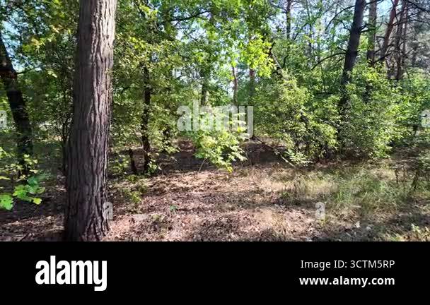 pine forest. walk in the forest. 4k video 24 frames and motion blur ...