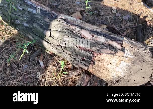 tree bark close up. slow motion 4k video. pine bark. old tree. wood ...