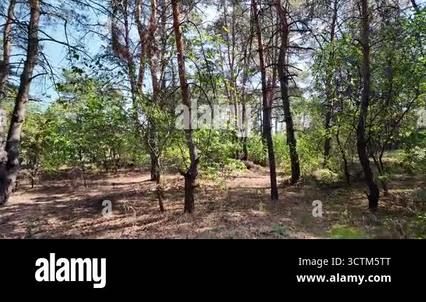 pine forest. walk in the forest. 4k video 24 frames and motion blur ...