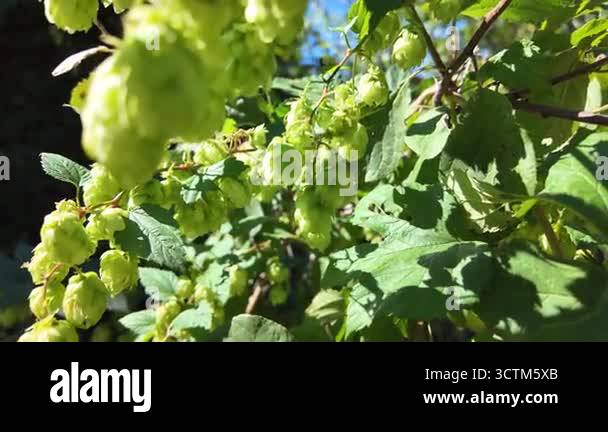 Hop cones on branches. Farming and agriculture concept. Green fresh ...