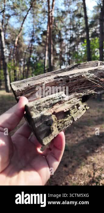 piece of wood in hands. wood spoiled by bugs. bark beetles. Texture of ...