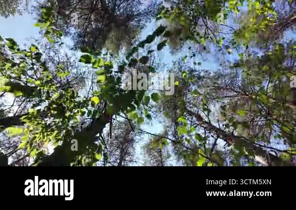 view from below on tree trunks. tall trees against blue sky. 4k 60fps ...