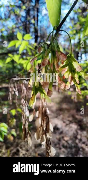 Box Elder tree with red catkins. tree with catkins. Maple seeds in a ...