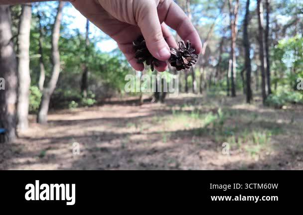 pine cones in hand. man throwing pine cones. slow motion video 4k. Deft ...