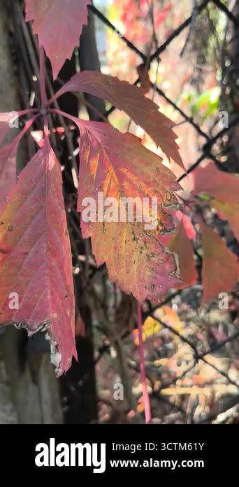 Vibrant autumn leaves in red, orange, and yellow hues hang from a ...