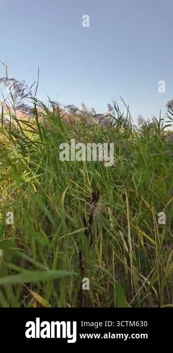 Tall green reeds sway under a bright blue sky, bathed in sunlight ...