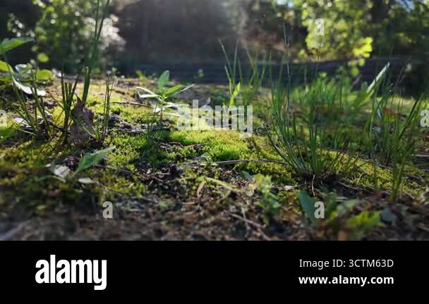 Close-up of a forest floor with green moss, grass, twigs, and sunlight ...