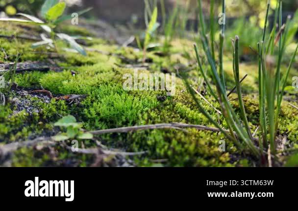 Close-up of a forest floor with green moss, grass, twigs, and sunlight ...