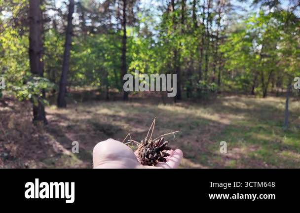 pine cones in hand. man throwing pine cones. slow motion video 4k. Deft ...