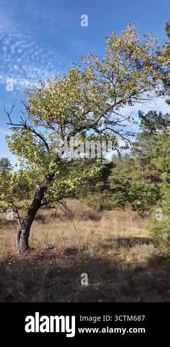 Vertical 4K video, 60 frames, pine forest. Walk in the forest. Path in ...