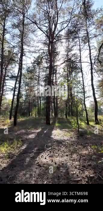 Vertical 4K video, 60 frames, pine forest. Walk in the forest. Path in ...