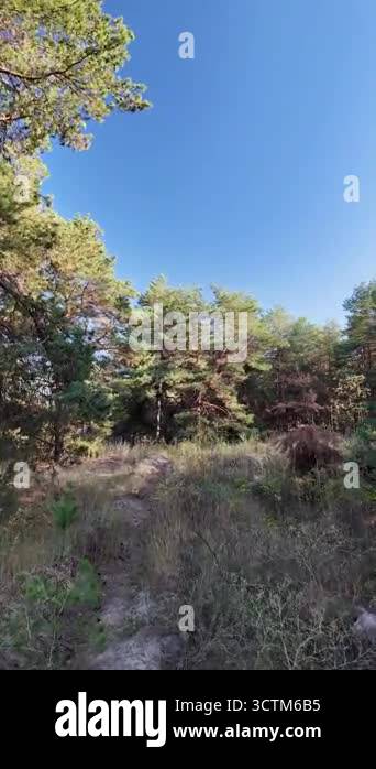 Vertical 4K video, 60 frames, pine forest. Walk in the forest. Path in ...